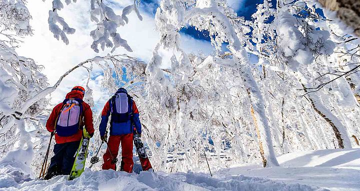 Best Ski Resorts for Tree Skiing | Scout Picks
